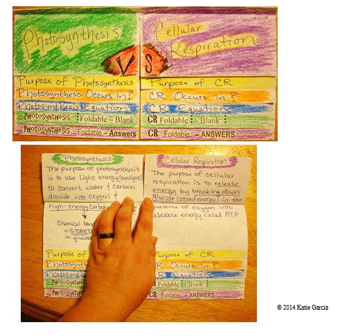 Photosynthesis VS Cellular Respiration Foldable – Mrs. G's Classroom