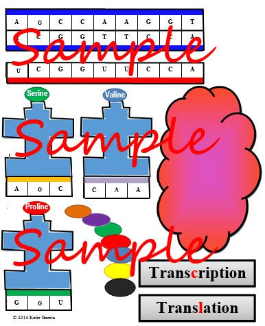 Re-Enact Protein Synthesis Cut-out Activity – Mrs. G's Classroom