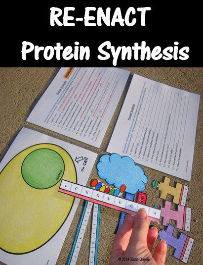 Re-Enact Protein Synthesis Cut-out Activity – Mrs. G's Classroom